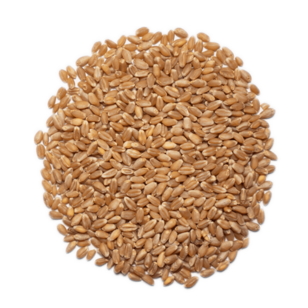 Organic Hard Red Winter Wheat Berries – 1000 Springs Mill