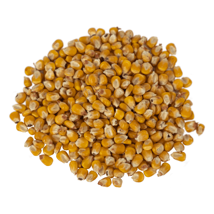 Organic Whole Yellow Corn – 1000 Springs Mill